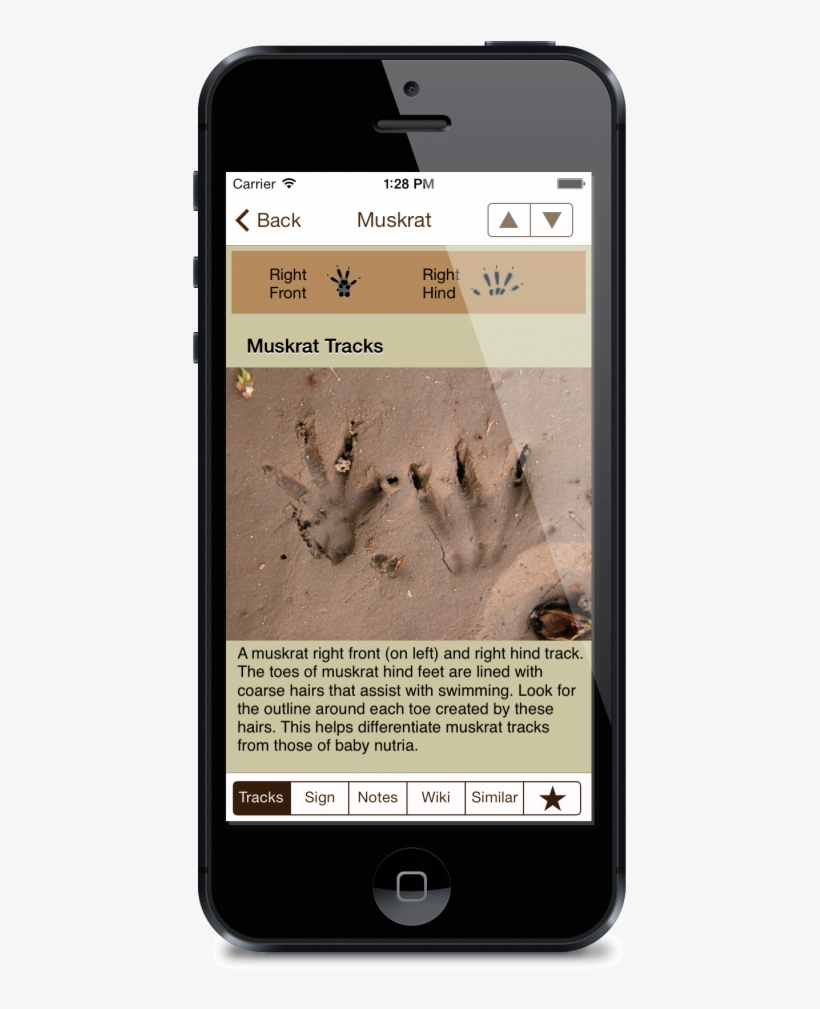 Apple Iphone 5 Vectorized Mockup8 - Flex Timer - Home Edition PNG Image ...