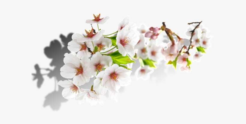 Shadow White Flower Cartoon Transparent - White PNG Image | Transparent ...