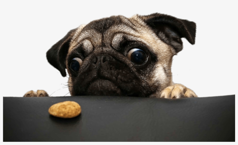 Pug Looking At Cookie Png - Pug Cookie PNG Image | Transparent PNG Free ...