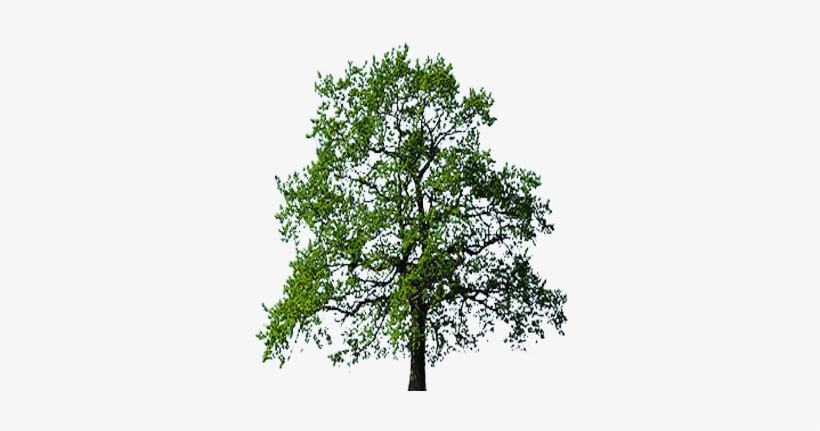 Oak Trees PNG Image | Transparent PNG Free Download on SeekPNG