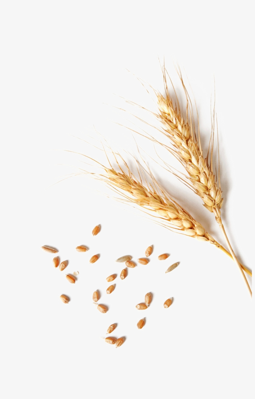 Wheat Png Clipart - Single Wheat Grain Png PNG Image | Transparent PNG ...