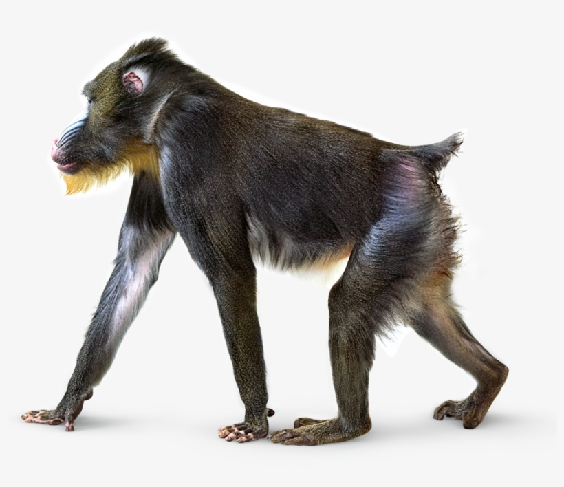 Download Monkey Png - Real Monkey Png | Transparent PNG Download | SeekPNG