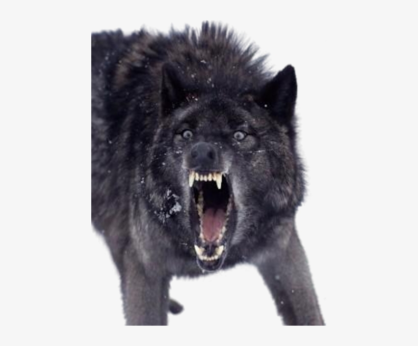 Download Angry Wolf Png Svg Royalty Free Stock - Insanity Wolf ...