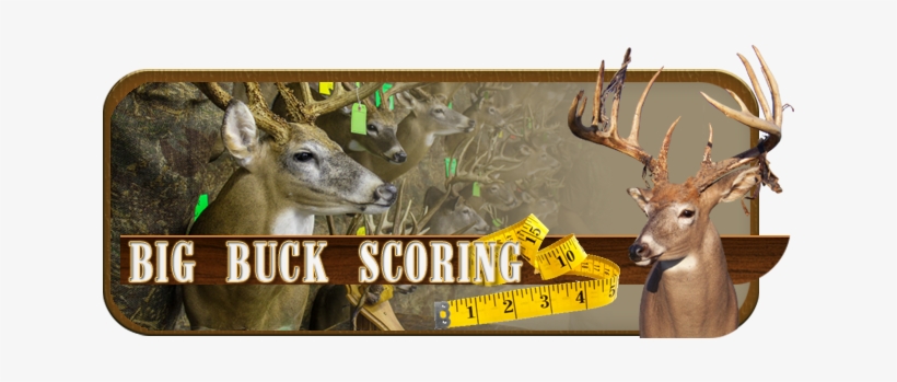 Big Buck Scoring - Portable Network Graphics PNG Image | Transparent ...