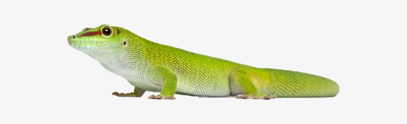 Download Transparent Gecko Background - Gecko Png Transparent ...