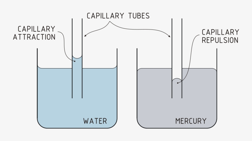 Capillary Action - Adhesive Force Cohesive Force PNG Image ...