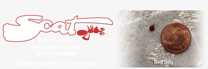 5-bed Bug - Bed Bug Bite PNG Image | Transparent PNG Free Download on ...