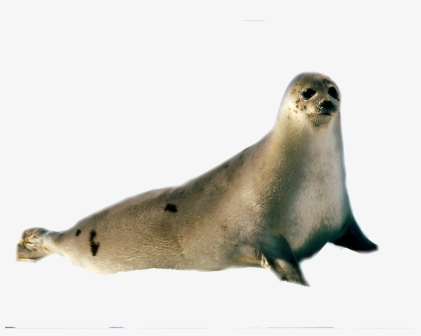 Seal Transparent Png PNG Image | Transparent PNG Free Download on SeekPNG