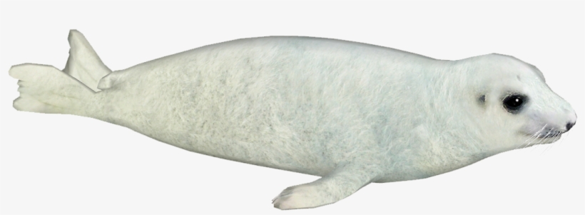 Harp Seal Y - Harbor Seal PNG Image | Transparent PNG Free Download on ...
