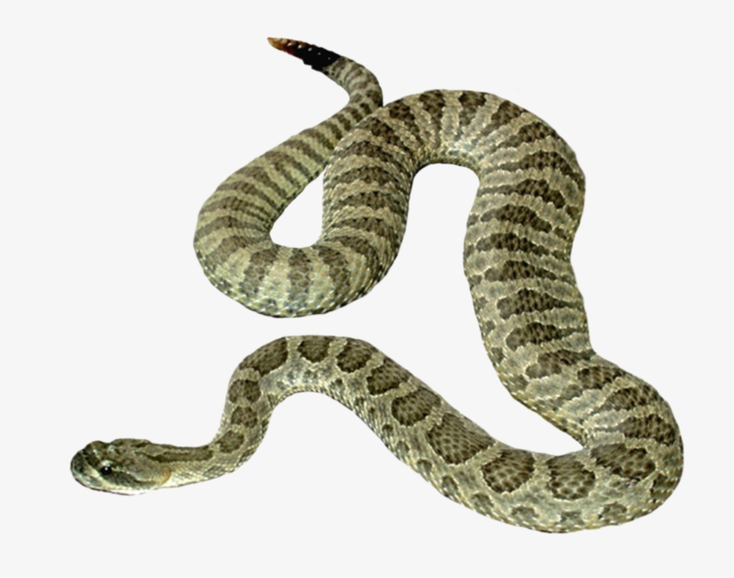 Sidewinder Snake Drawing