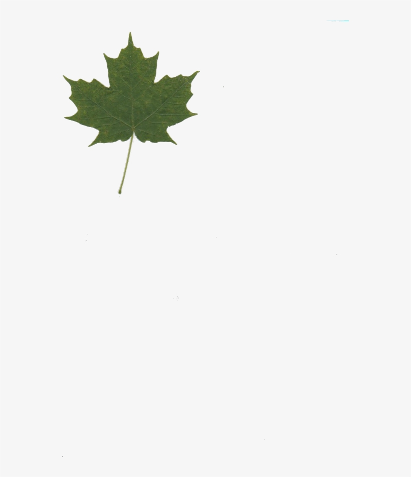 Maple Leaf No Background - Maple Leaf PNG Image | Transparent PNG Free ...