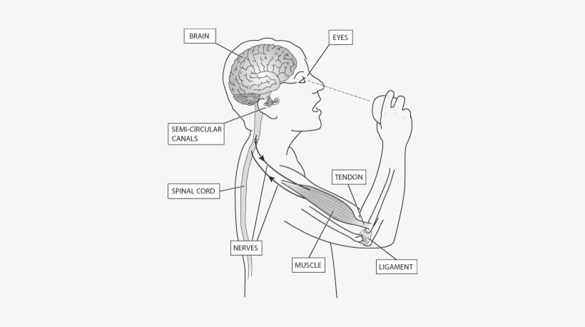 Diagram 1 The Co-ordination Of Motor Control - Nervous System Movement ...