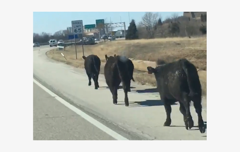 Cows On The Loose On Kansas Highway - Herd PNG Image | Transparent PNG ...