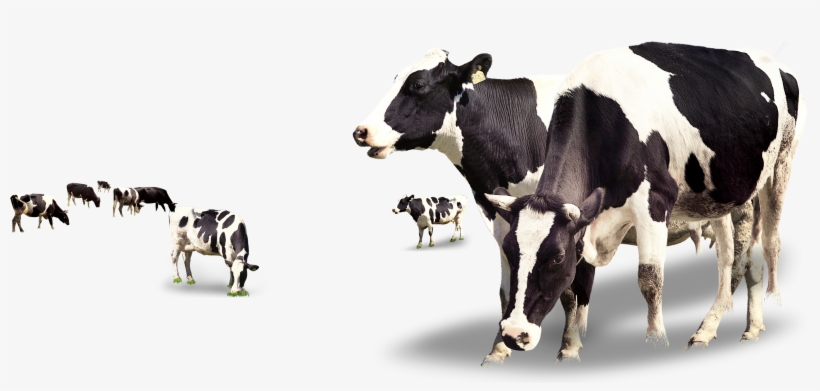 Transparent Background Cow Png PNG Image | Transparent PNG Free ...
