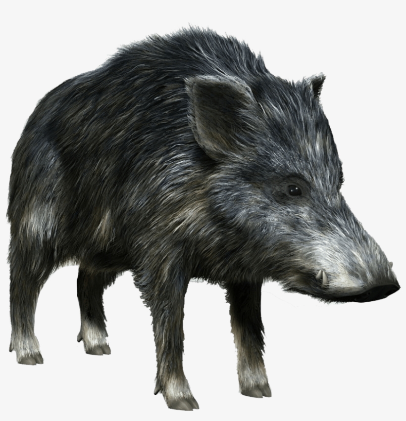 Boar Png Graphic Royalty Free Stock - Wild Boar Png PNG Image ...