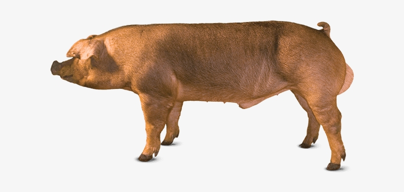Fast Duroc - Duroc Png PNG Image | Transparent PNG Free Download on SeekPNG