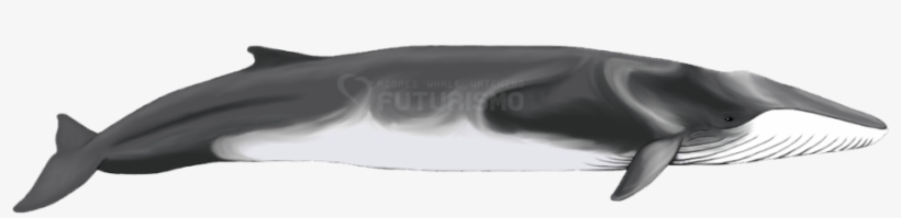 Fin Whale - Balaenoptera Physalus Png PNG Image | Transparent PNG Free ...