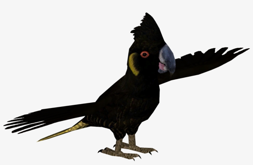 Funeral Cockatoo - Parrot PNG Image | Transparent PNG Free Download on ...