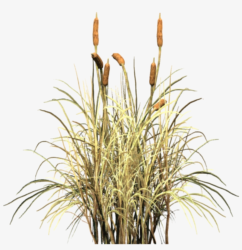 Download Cattail - Cat Tail Plant Png | Transparent PNG Download | SeekPNG