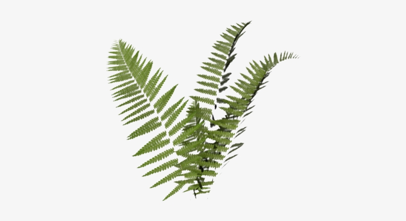 59 Images About ₍ 💫 ₎ - Transparent Ferns PNG Image | Transparent PNG ...
