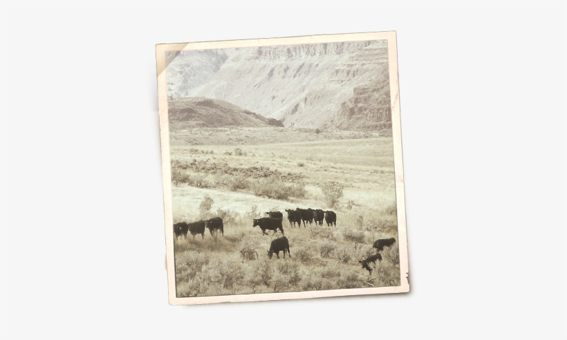 Our Black Angus Cattle Are Born And Raised On The Range - Grazing PNG ...