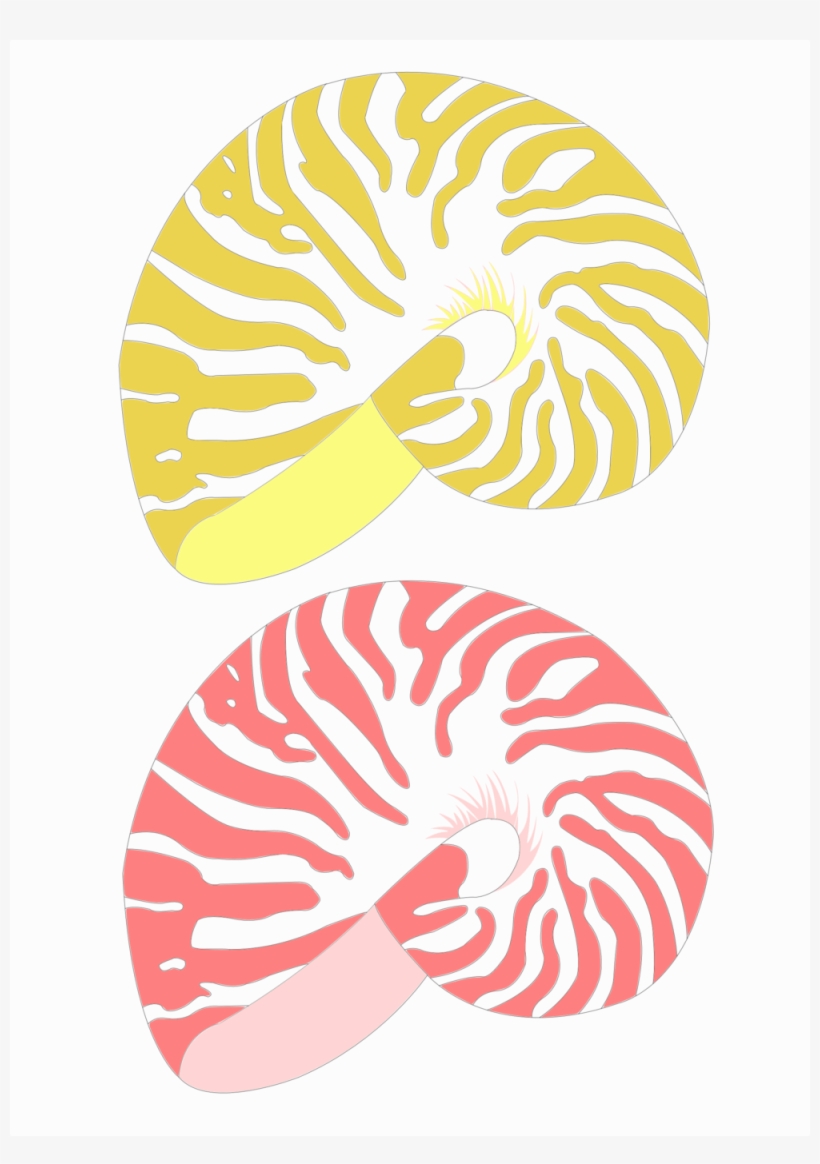 Download Shells - Chambered Nautilus | Transparent PNG Download | SeekPNG
