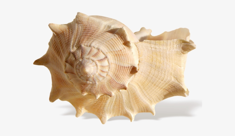 Seashell Png - Transparent Background Seashell Png PNG Image ...