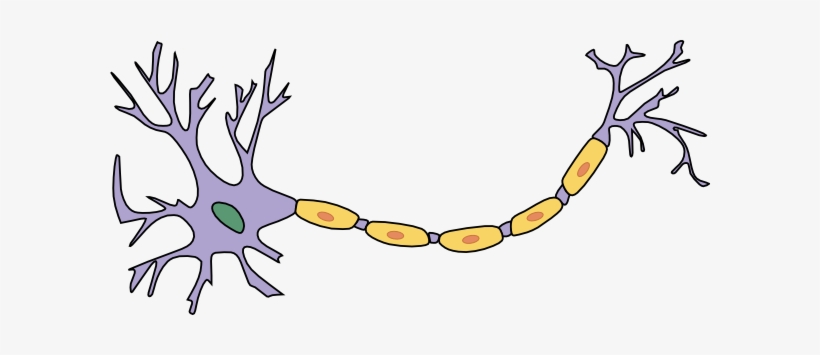 Small - 1 Neuron PNG Image | Transparent PNG Free Download on SeekPNG