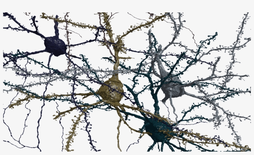 Neurons Synapse - Neuron Synapse Transparent Background PNG Image ...