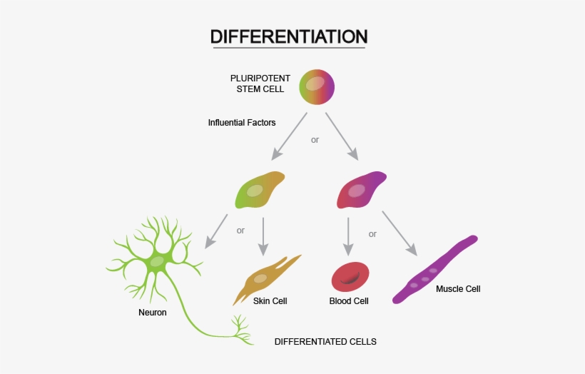 The Process Of Differentiation As It Occurs In The - Fig1 PNG Image ...