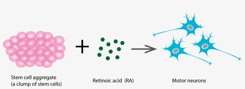 Stemcell-differentiation - Stem Cell To Neuron PNG Image | Transparent ...