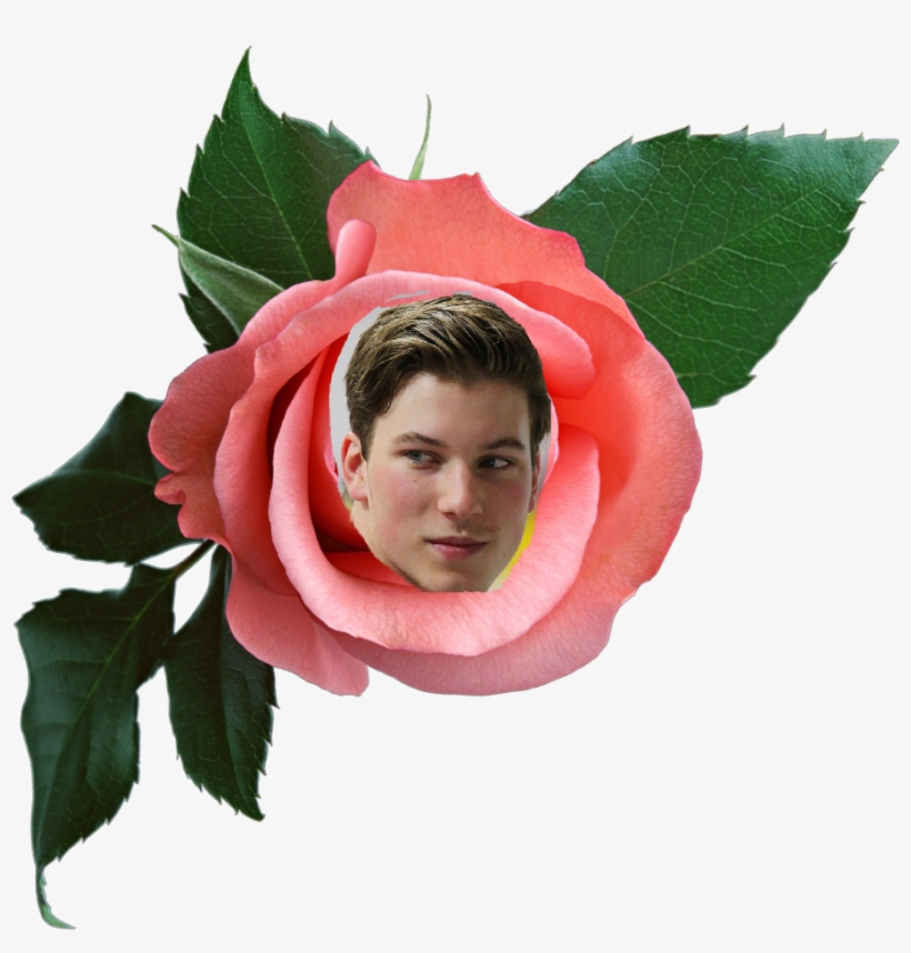 Connor Mcnugget - All Beautiful Flowers Roses PNG Image | Transparent ...