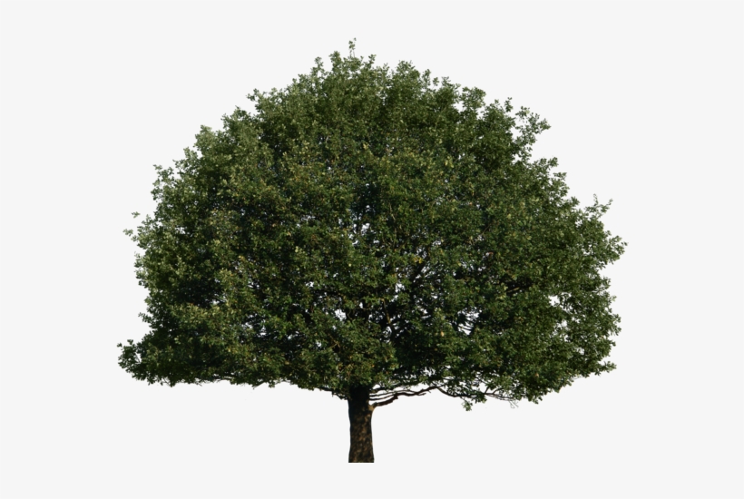 Tree Png Image With Transparent Background - Tree Front View Png PNG ...