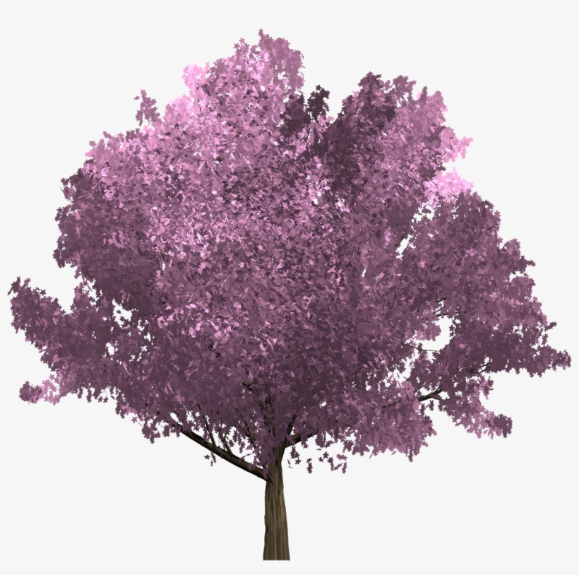 Download Cheery Blossom - Red Bud | Transparent PNG Download | SeekPNG
