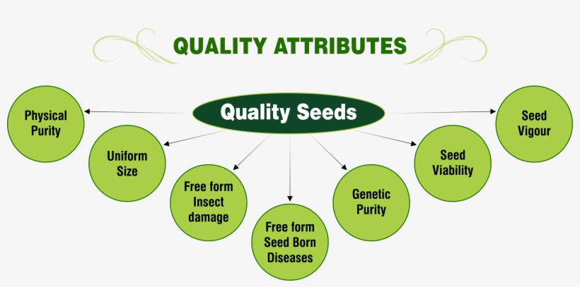 Quality Attributes Png - Physical Purity Of Seed PNG Image ...