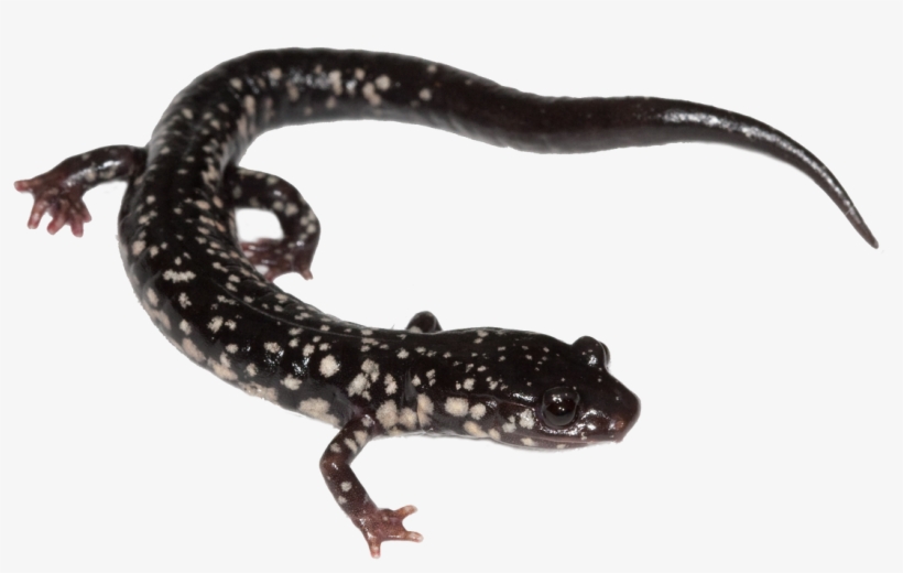 Picture - Transparent Salamander PNG Image | Transparent PNG Free ...