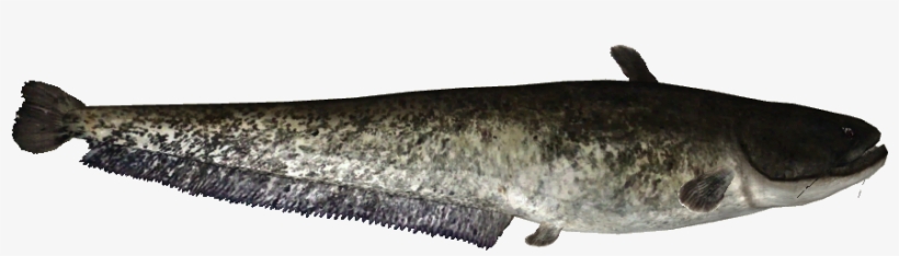 Wels Catfish Additional Variants 3 - Wiki PNG Image | Transparent PNG ...