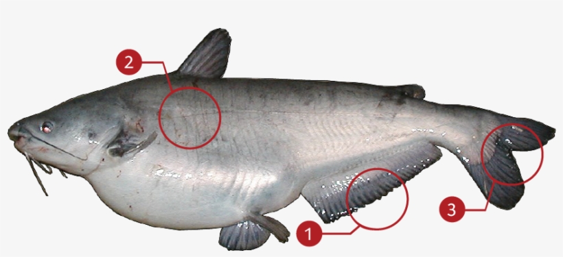 How To Identify A Blue Catfish - Blue Catfish PNG Image | Transparent ...