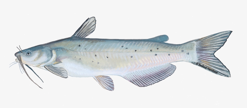 Catfish - Channel Catfish Vs Blue Catfish PNG Image | Transparent PNG ...
