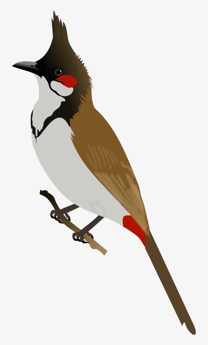 Bulbul Clipart Bird - Red Whiskered Bulbul Png PNG Image | Transparent ...