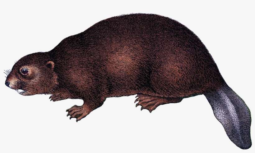 Download Beaver Png Background Image - Mammal | Transparent PNG ...