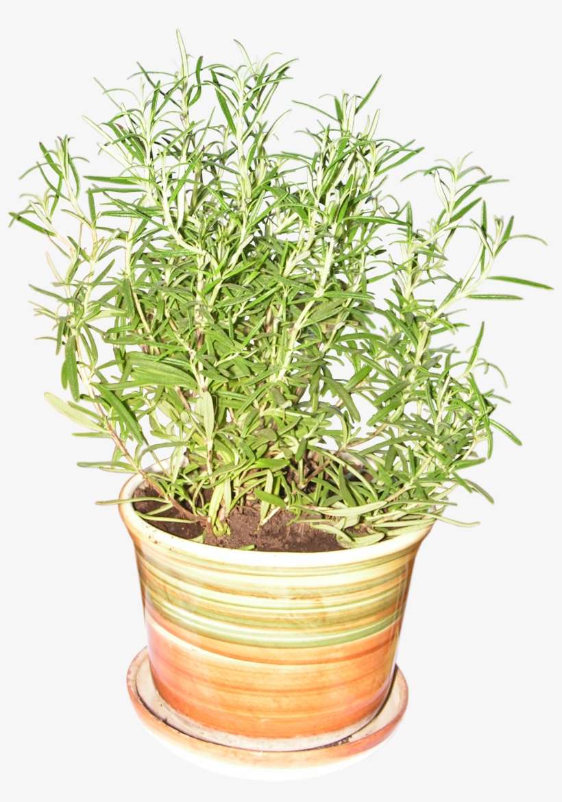 Png Images Herbs (id 20844) - Rosemary Plant In Pot Png PNG Image ...