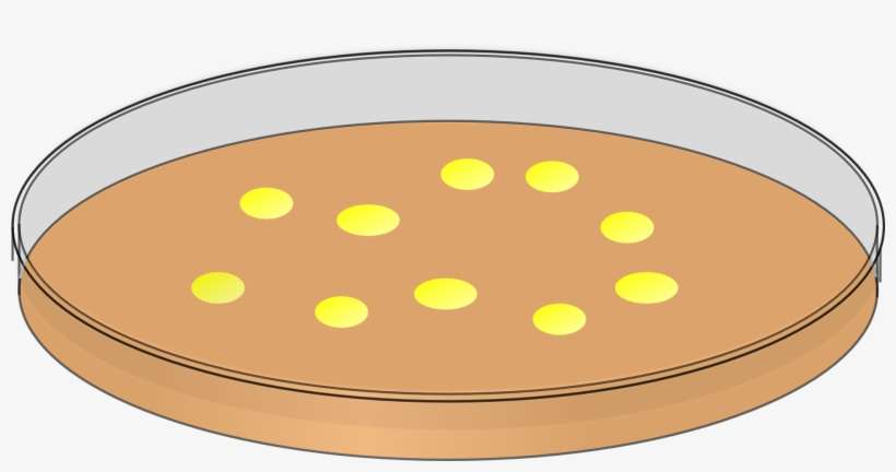 Bacteria Clipart Agar Plate - Agar Plate Clip Art PNG Image ...