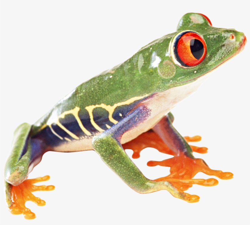 Colorful Frog Png Image - Tropical Rainforests Frog Transparent PNG ...