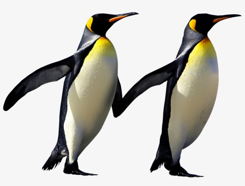 Penguins Png Image - Transparent Background Penguins Png PNG Image ...