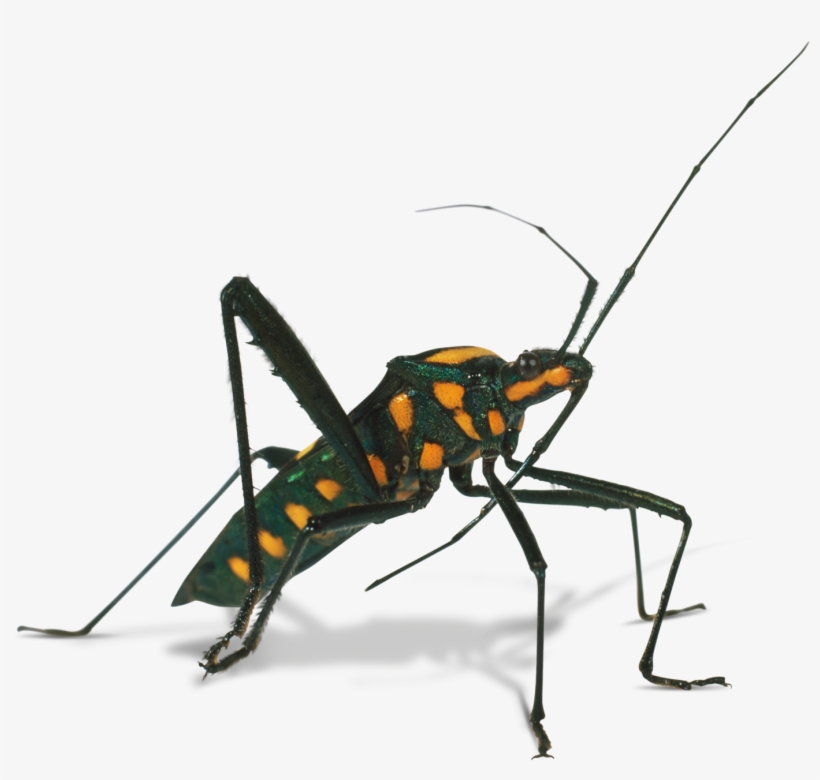 Assassin Bug PNG Image | Transparent PNG Free Download on SeekPNG