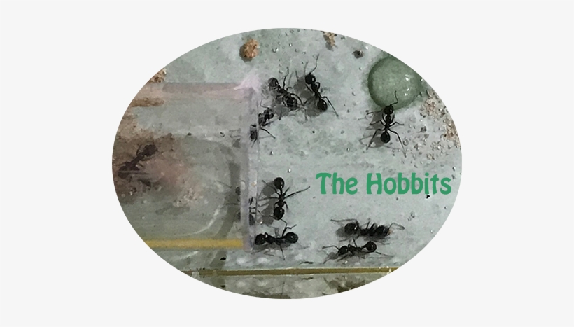 The First Of Our Ant Journals, This Journal Features - Dung Beetle PNG ...