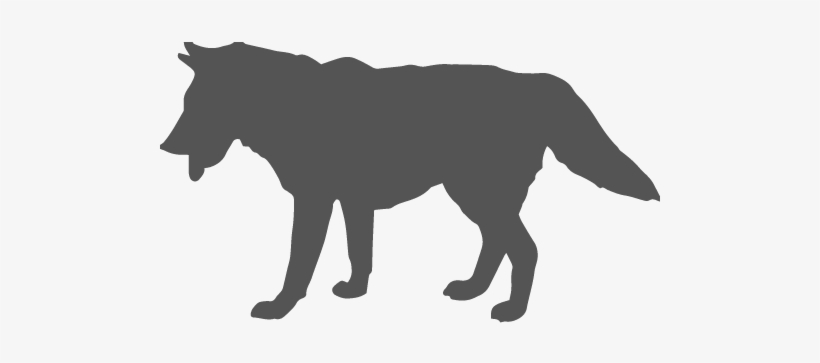 Part Wolf, Part Coyote, The Coywolf Is An Intriguing - Canada Animals ...