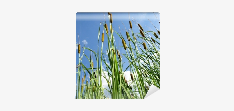 Cattail PNG Image | Transparent PNG Free Download on SeekPNG