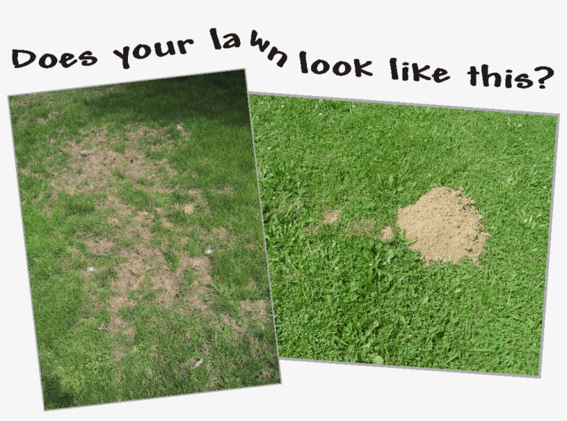 The Mole Busters - Lawn PNG Image | Transparent PNG Free Download on ...